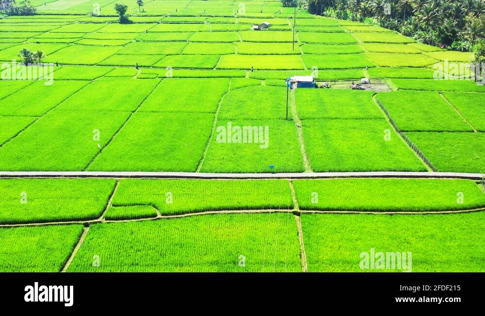 Rice growing Stock Videos & Footage - HD and 4K Video Clips - Alamy