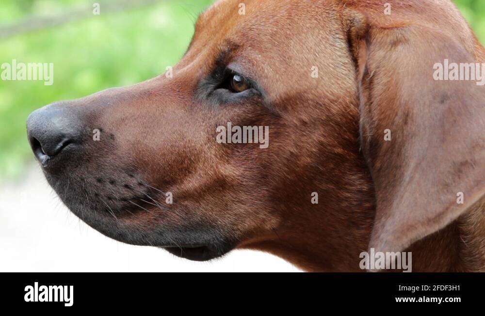 Purebred rhodesian ridgeback Stock Videos & Footage - HD and 4K Video ...