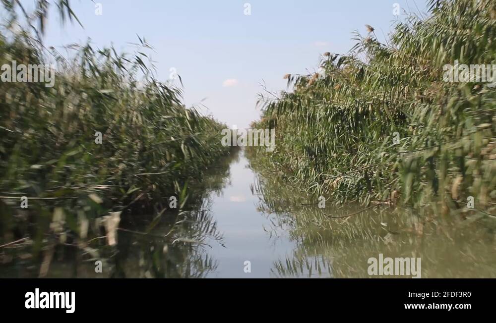 Very narrow water channel in the amazing Danube Delta Stock Video ...