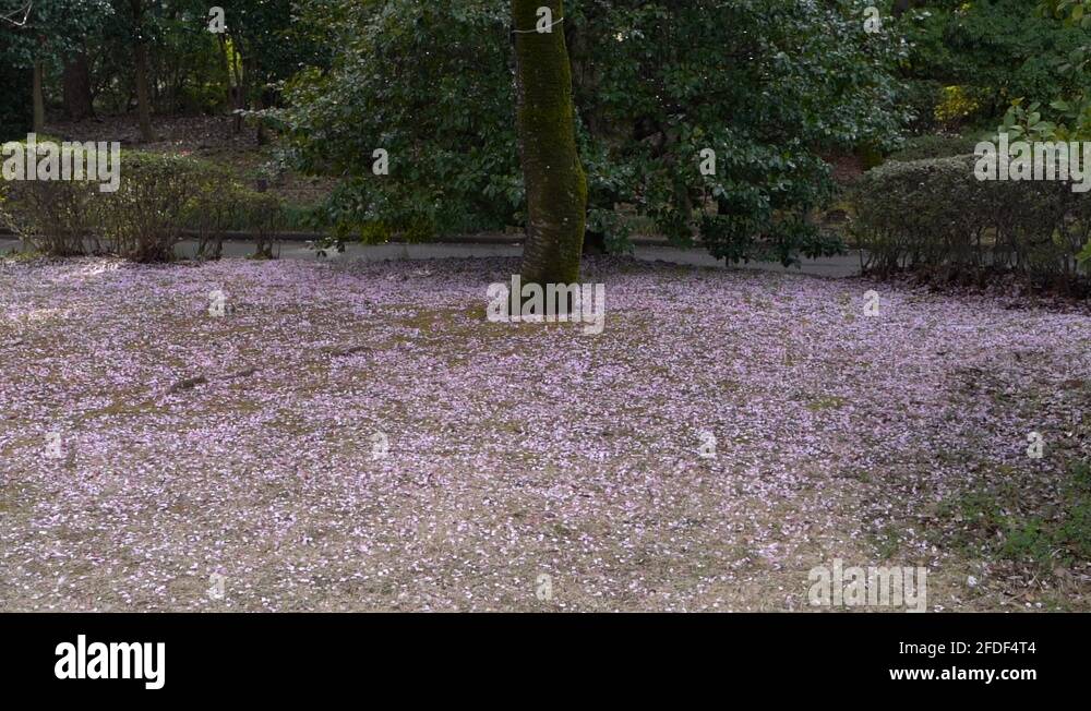 Fallen cherry blossom petals Stock Videos & Footage - HD and 4K Video ...
