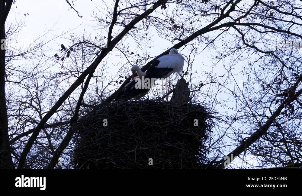 stork in nest high up on a tree chilling, Birds Family Nesting in ...