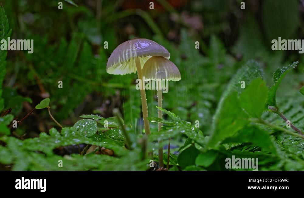 Perfect fungi Stock Videos & Footage - HD and 4K Video Clips - Alamy