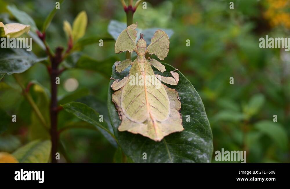 Phyllium insect on leaf Stock Videos & Footage - HD and 4K Video Clips ...