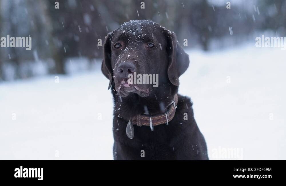 Vitiligo animal Stock Videos & Footage - HD and 4K Video Clips - Alamy