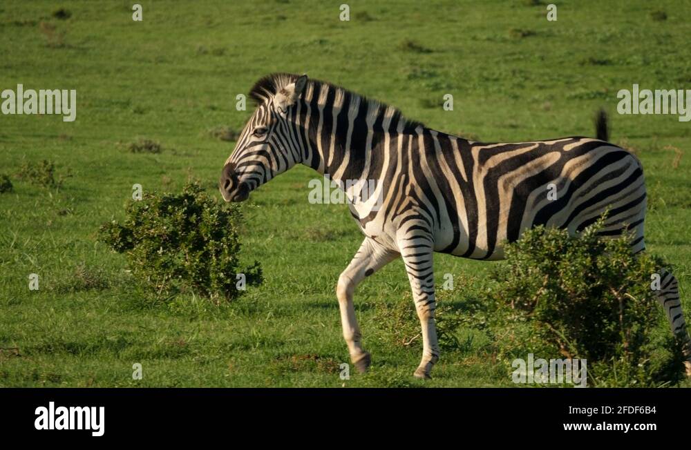 Zebra galloping Stock Videos & Footage - HD and 4K Video Clips - Alamy