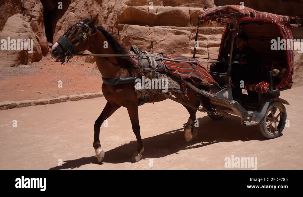 Arabian horse galloping in desert Stock Videos & Footage - HD and 4K ...