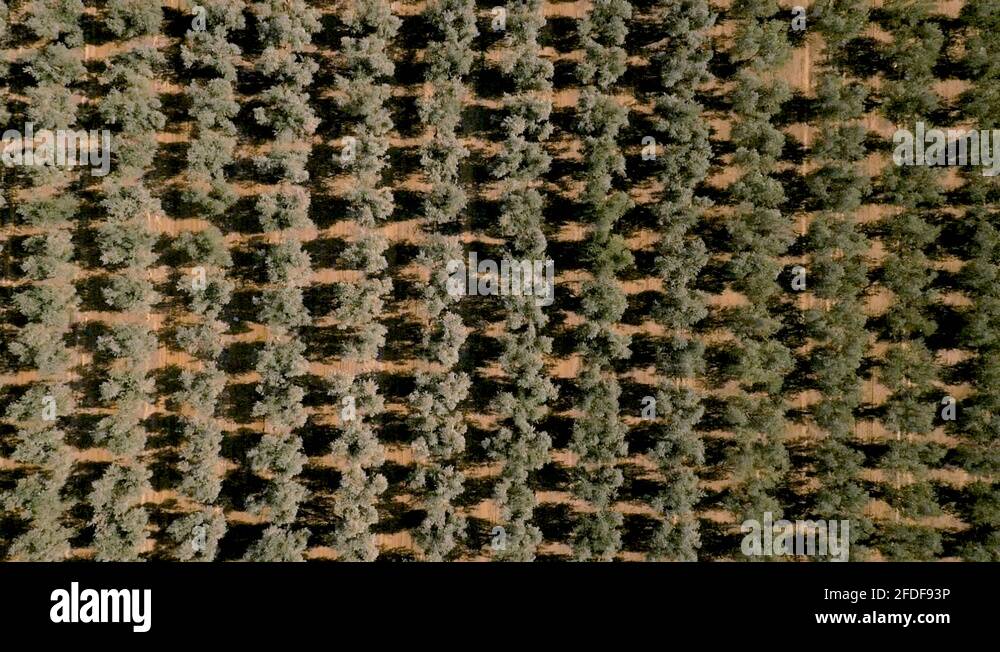 Plantation olive trees in a row from above. Aerial view on a plantation ...