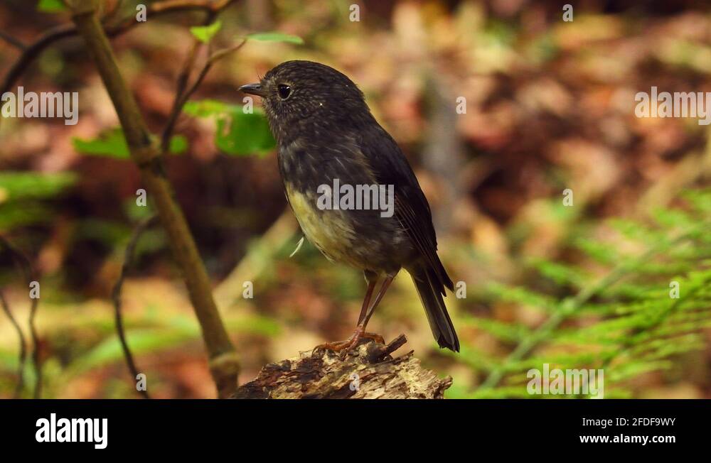 Endemic island ecosystem Stock Videos & Footage - HD and 4K Video Clips ...