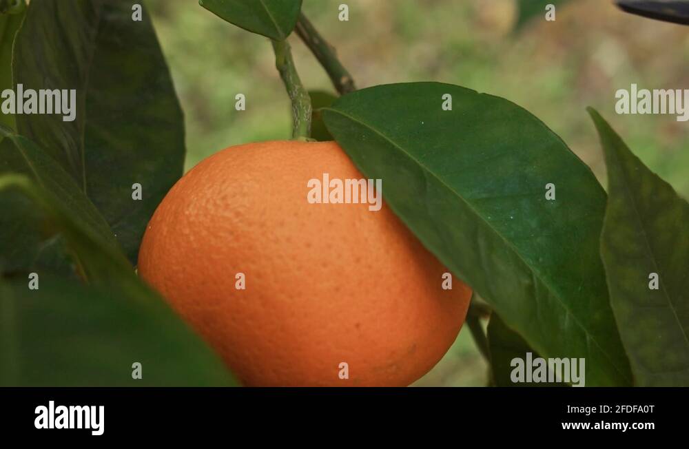 Organic orange tree Stock Videos & Footage - HD and 4K Video Clips - Alamy