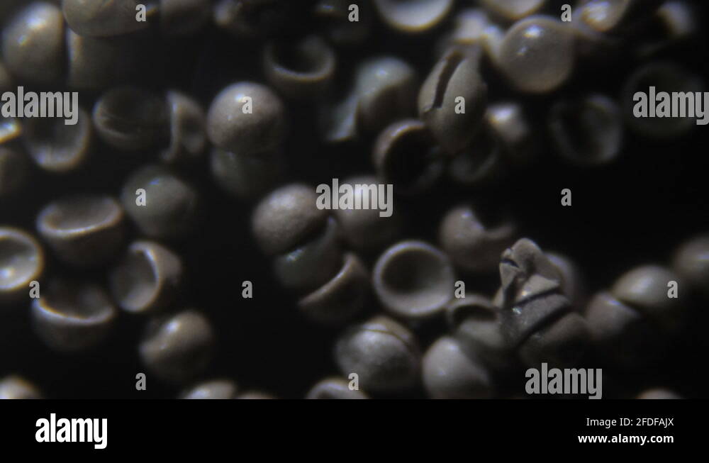 Eggs of brine shrimp under microscope. The microscopic world. Artemia ...