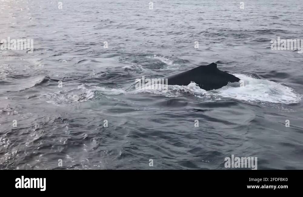 Humpback Whales splash near shore in South African Indian Ocean Stock ...