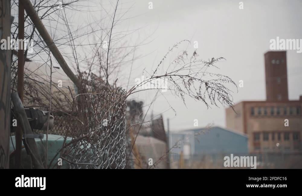 Barbed branch Stock Videos & Footage - HD and 4K Video Clips - Alamy