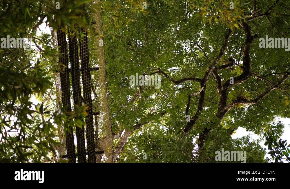 Hanging pathway Stock Videos & Footage - HD and 4K Video Clips - Alamy