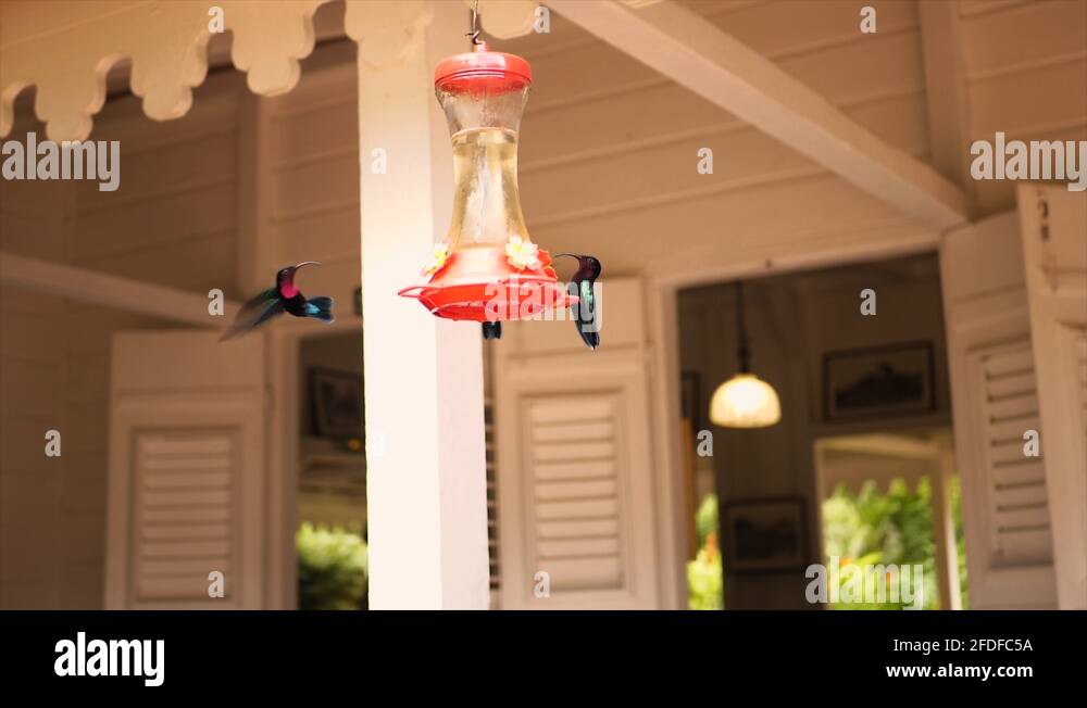 Colibri flying Stock Videos & Footage - HD and 4K Video Clips - Alamy