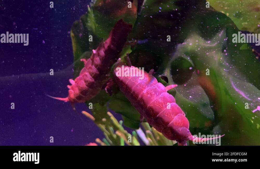 Sea lice Stock Videos & Footage - HD and 4K Video Clips - Alamy