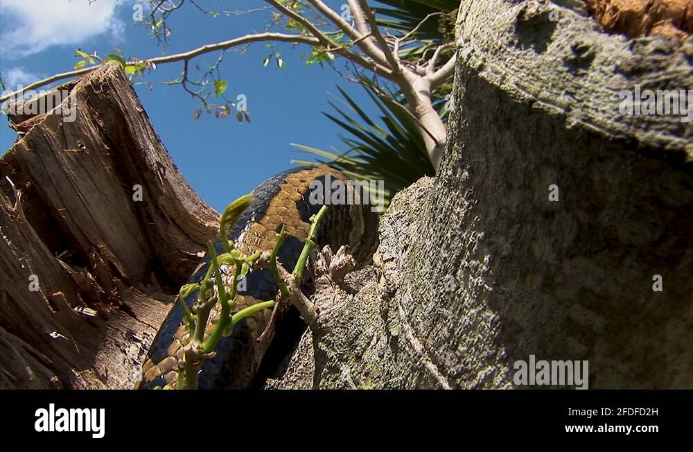 Scaley tail Stock Videos & Footage - HD and 4K Video Clips - Alamy