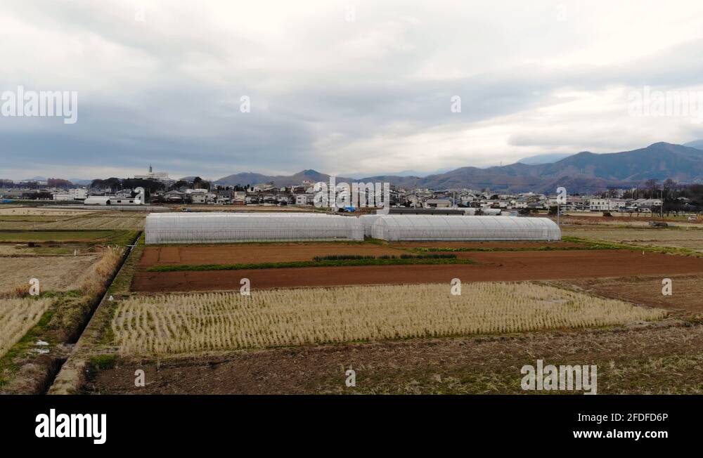 Beautiful Scenery Of Rice Fields In Japan With Crops And Greenhouse On ...