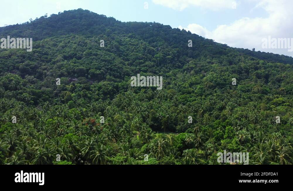 Rainforest green trees Stock Videos & Footage - HD and 4K Video Clips ...