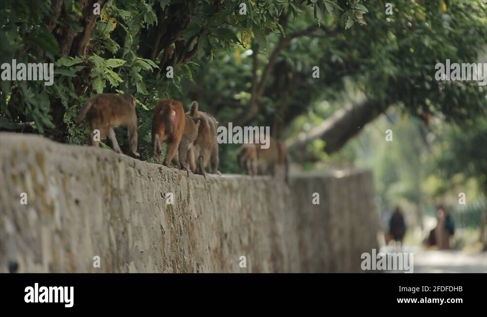 Group of playful monkeys climbing Stock Videos & Footage - HD and 4K ...