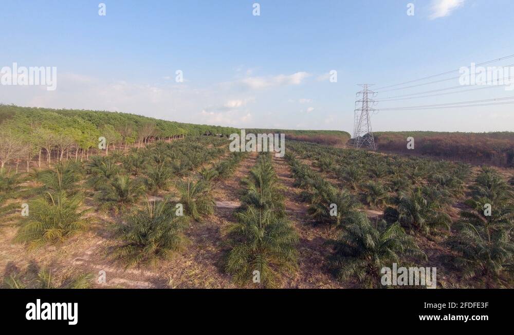 Palm oil tree plantation in Stock Videos & Footage - HD and 4K Video ...