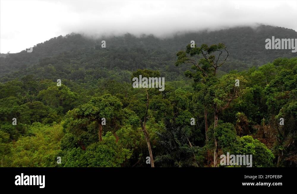 Canopy of tropical rainforest Stock Videos & Footage - HD and 4K Video ...