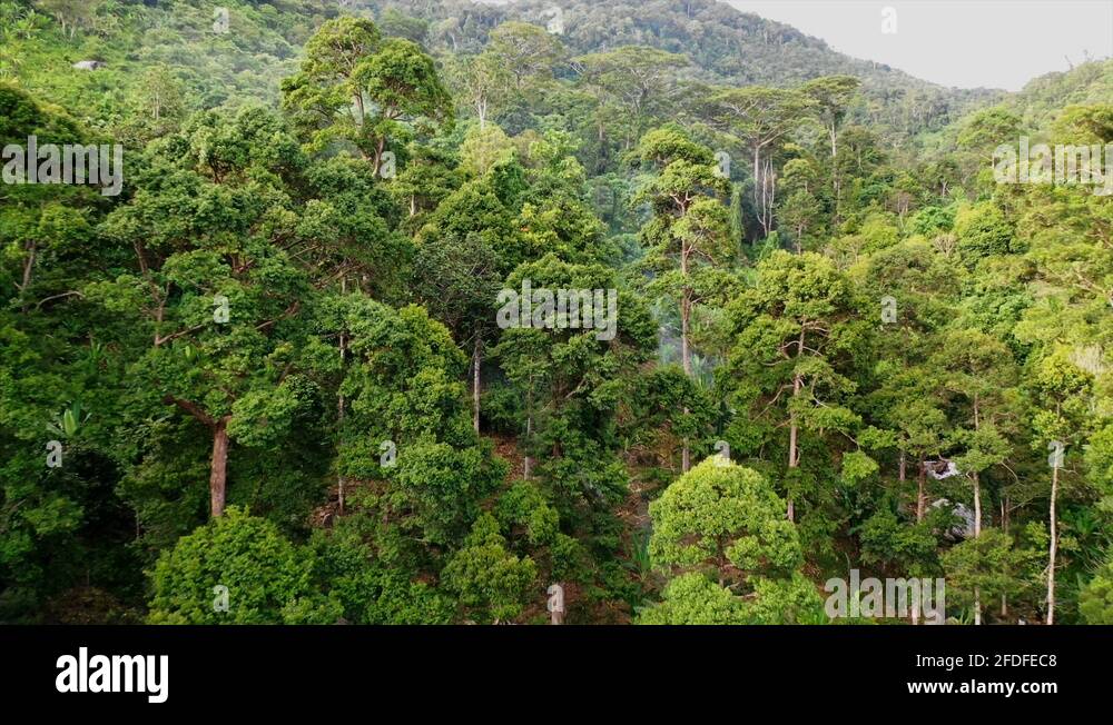 What to see in borneo Stock Videos & Footage - HD and 4K Video Clips ...