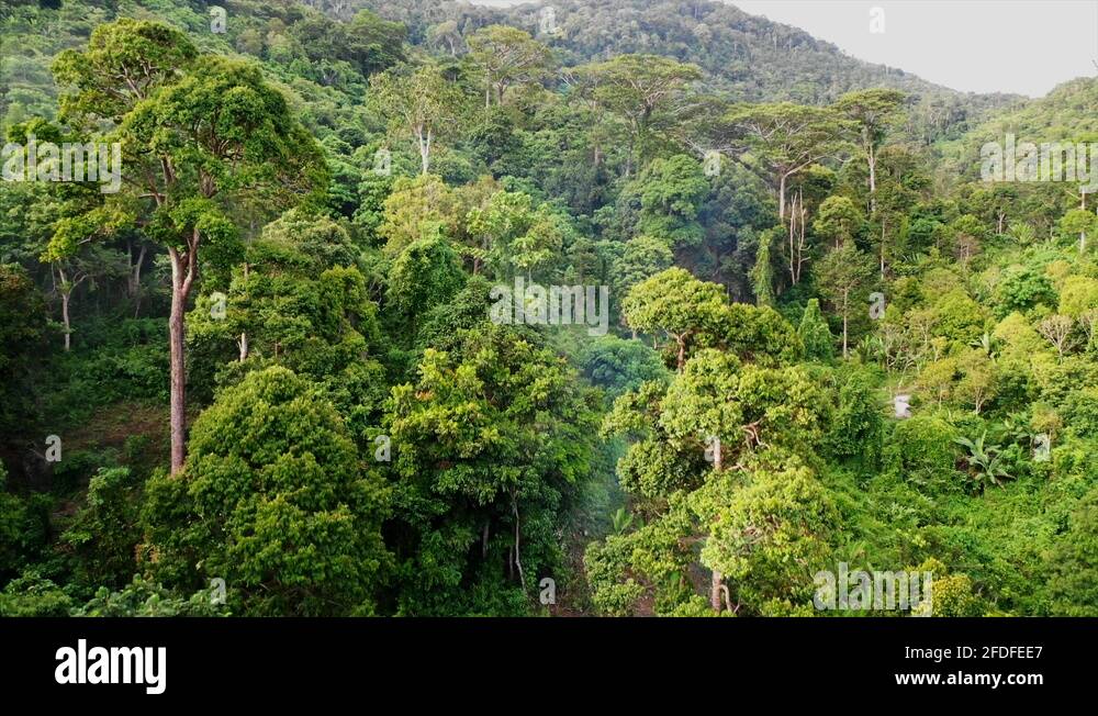 Borneo rainforest canopy Stock Videos & Footage - HD and 4K Video Clips ...