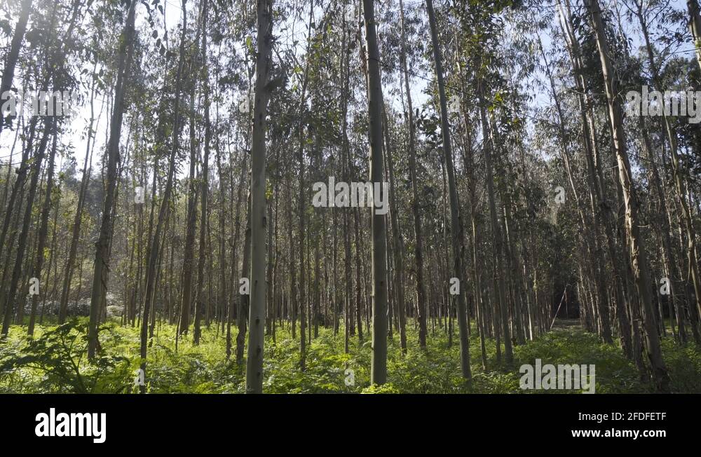Linear forest Stock Videos & Footage - HD and 4K Video Clips - Alamy