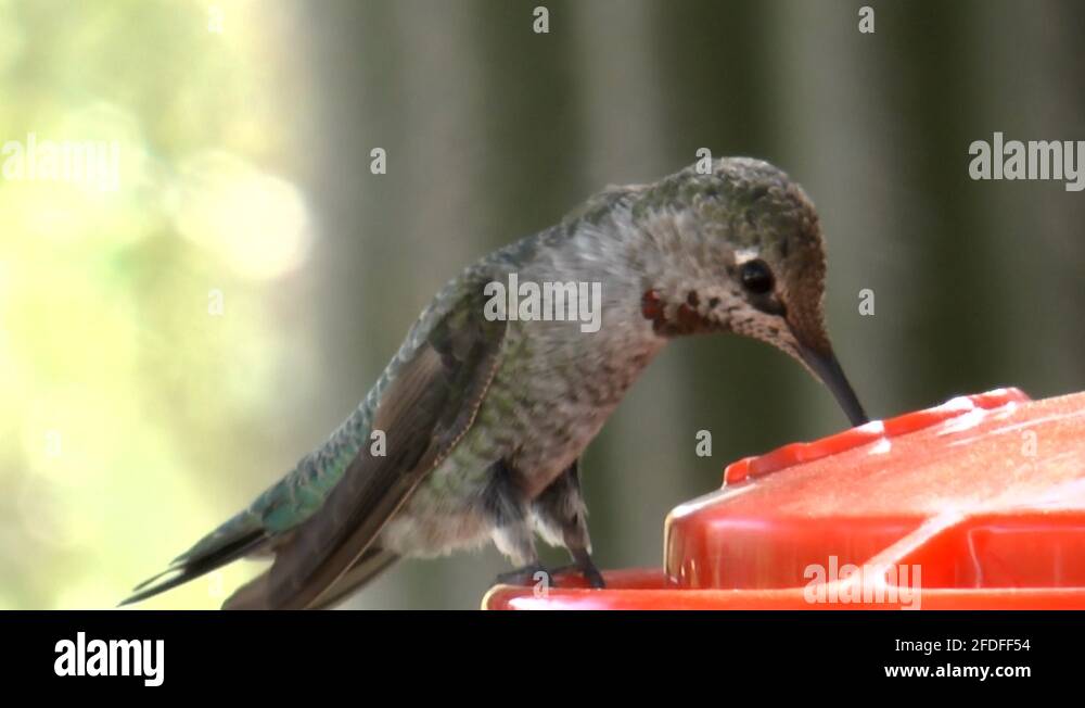 Tiny Garden Visitor Stock Videos Footage HD And 4K Video Clips Alamy tiny-garden-visitor-stock-videos-footage-hd-and-4k-video-clips-alamy