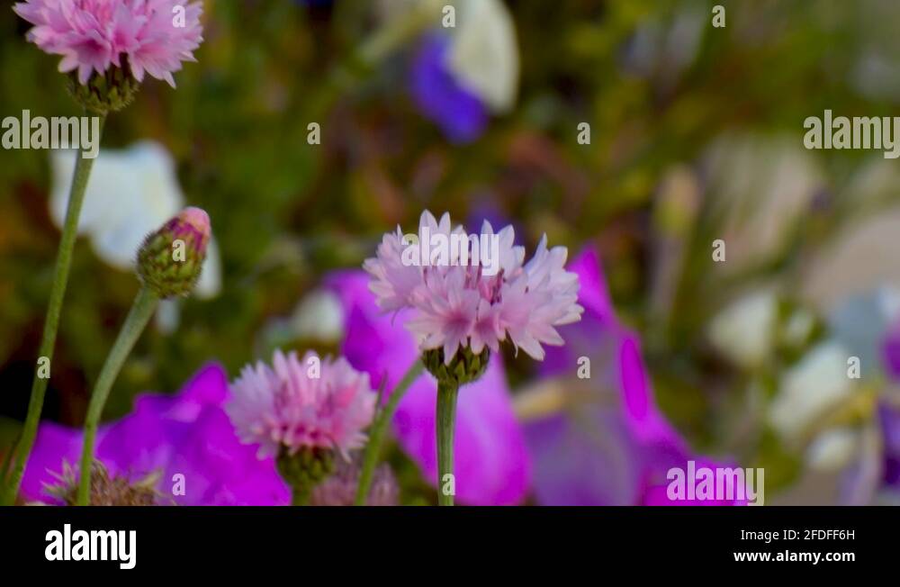 Stages of bloom Stock Videos & Footage - HD and 4K Video Clips - Alamy