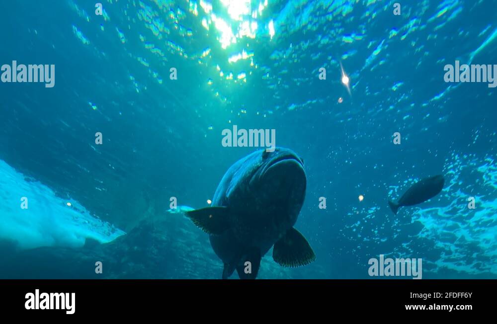 Grouper fish Stock Videos & Footage - HD and 4K Video Clips - Alamy