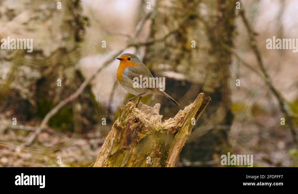 A robin on a tree stump Stock Videos & Footage - HD and 4K Video Clips ...