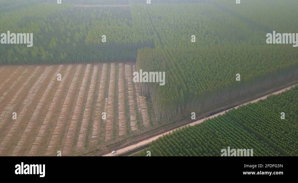 (cutting timber) (brazil) Stock Videos & Footage - HD and 4K Video ...