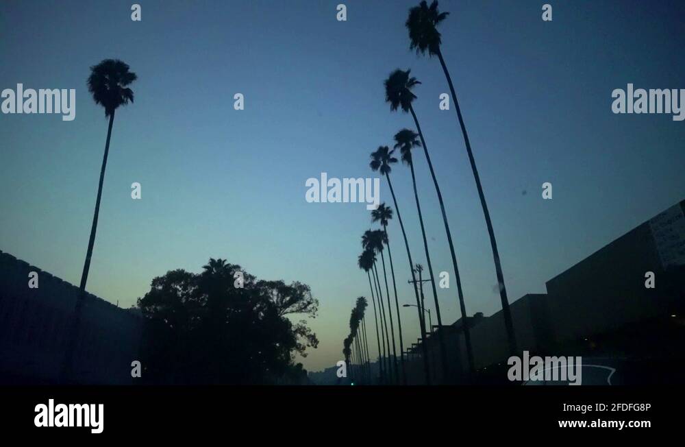 Famous palm trees Stock Videos & Footage - HD and 4K Video Clips - Alamy