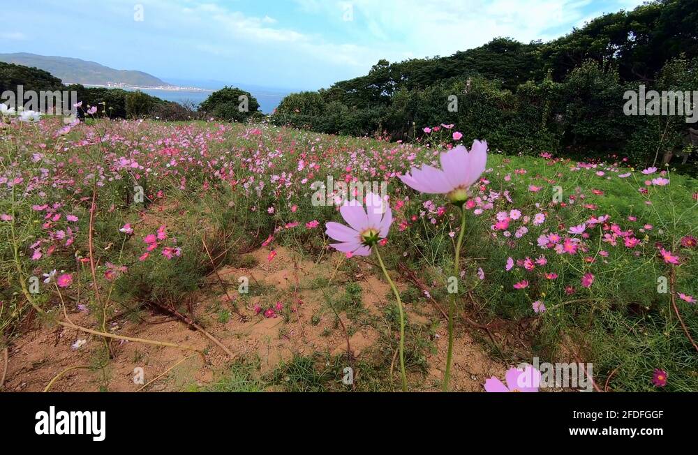Cosmos flowers japan Stock Videos & Footage - HD and 4K Video Clips - Alamy