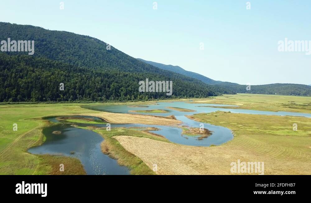 Tree curved forest Stock Videos & Footage - HD and 4K Video Clips - Alamy
