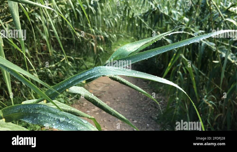 Cane leaves Stock Videos & Footage - HD and 4K Video Clips - Alamy