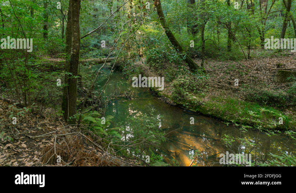 Big basin state park Stock Videos & Footage - HD and 4K Video Clips - Alamy