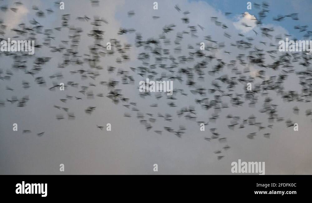 Group of bats in flight Stock Videos & Footage - HD and 4K Video Clips ...