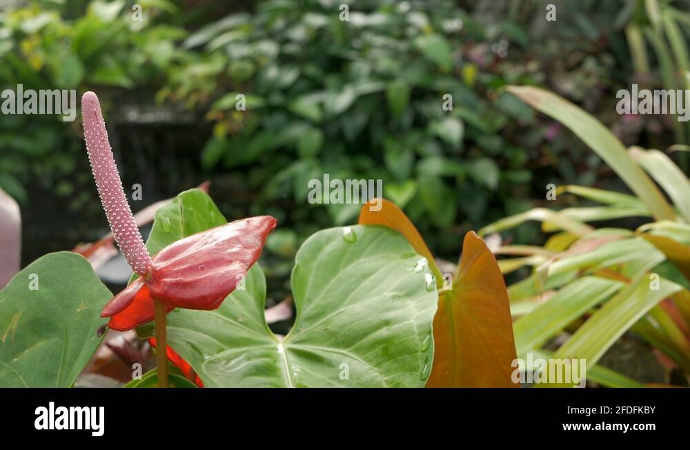Anthurium tropical Stock Videos & Footage - HD and 4K Video Clips - Alamy