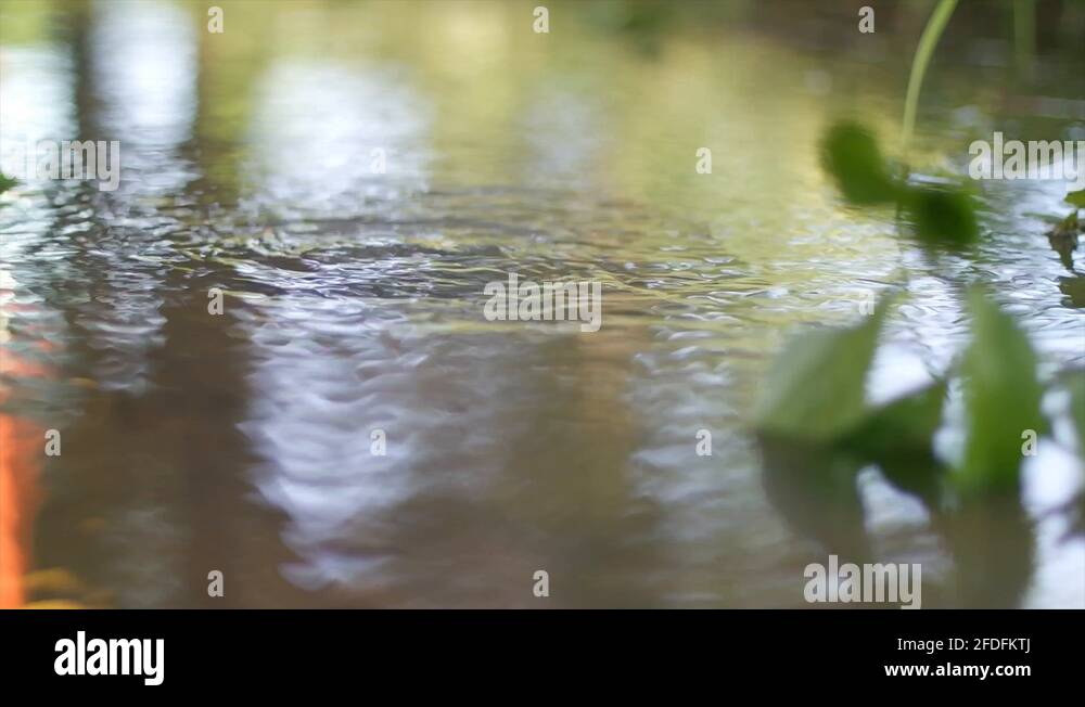 Whirlpool plant Stock Videos & Footage - HD and 4K Video Clips - Alamy