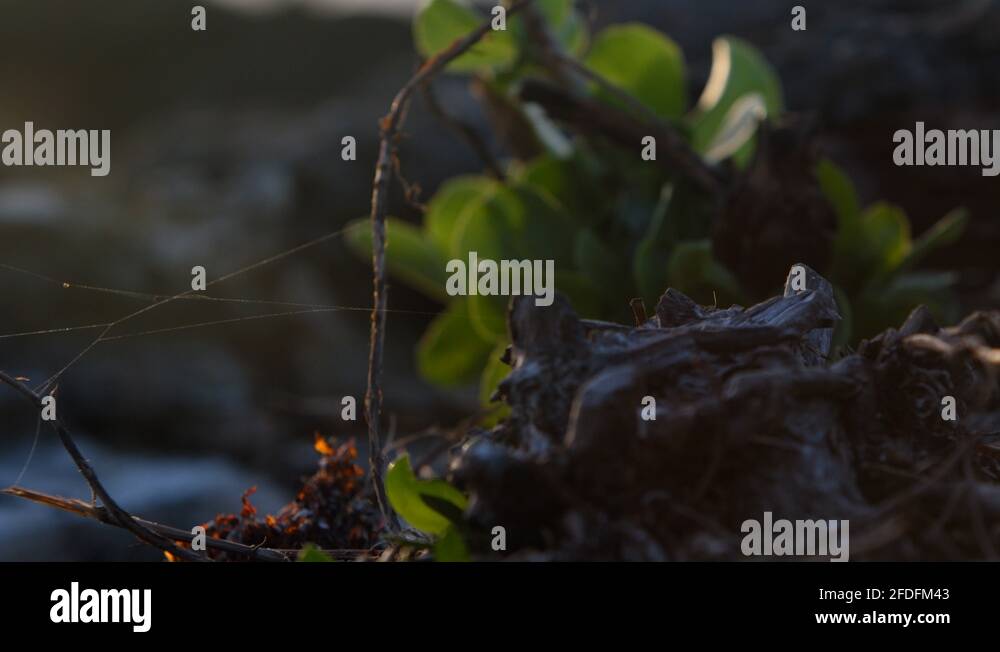 Rocky environment Stock Videos & Footage - HD and 4K Video Clips - Alamy