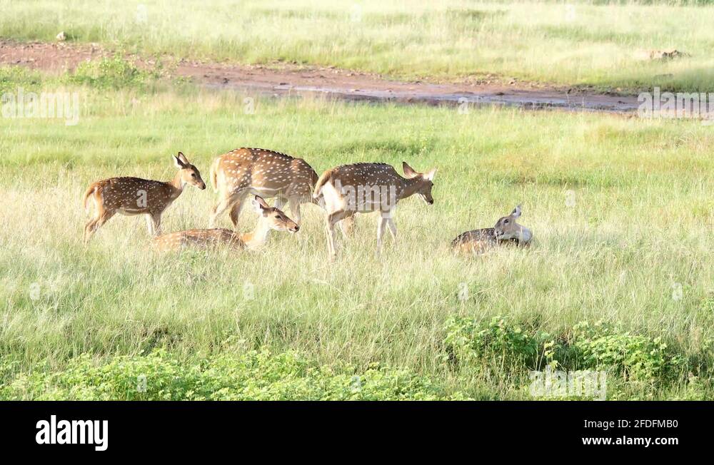 India deer species Stock Videos & Footage - HD and 4K Video Clips - Alamy