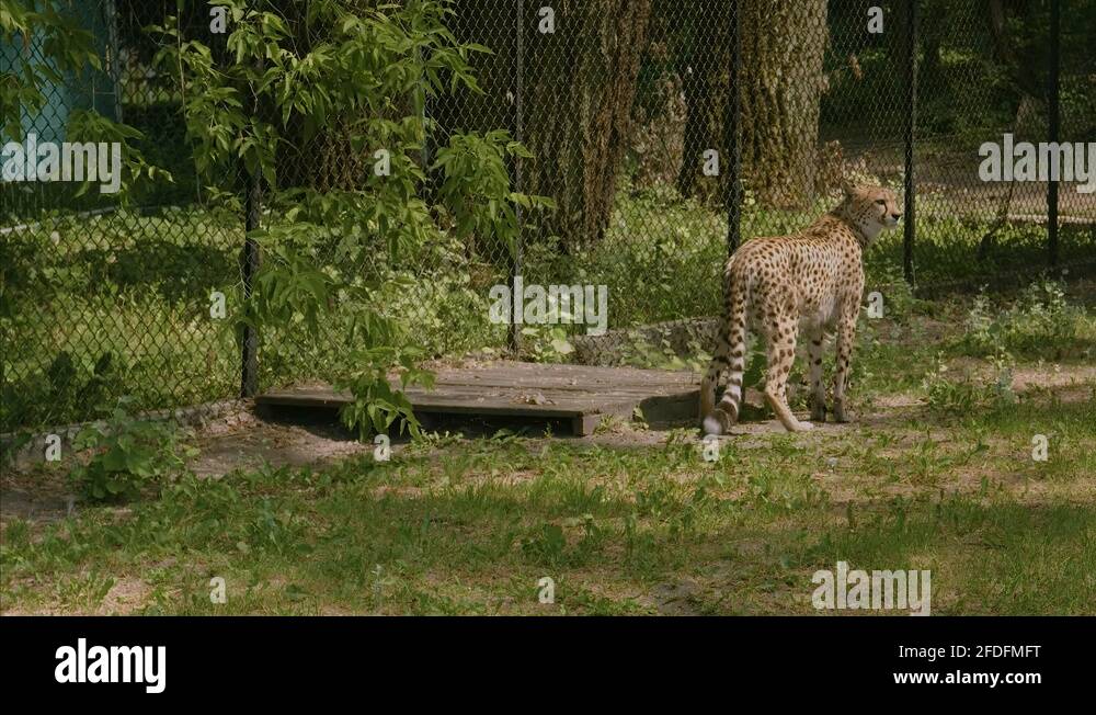Asian cheetah Stock Videos & Footage - HD and 4K Video Clips - Alamy