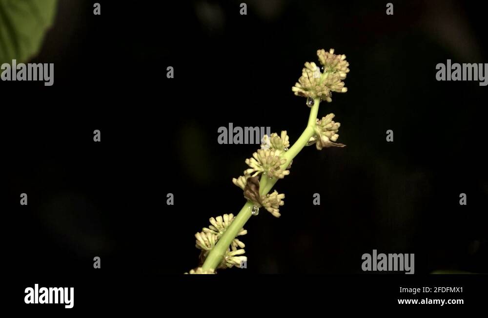 Plant corn Stock Videos & Footage - HD and 4K Video Clips - Alamy