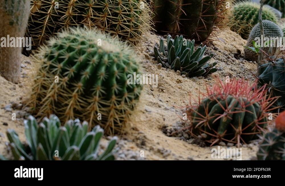 Cactus bed Stock Videos & Footage - HD and 4K Video Clips - Alamy