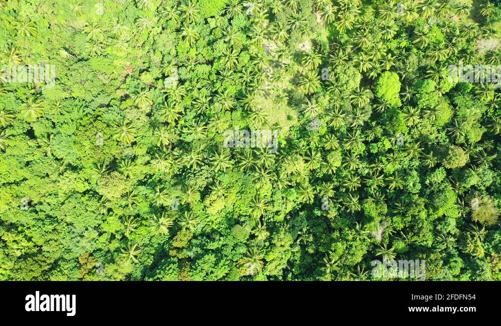 Green palm plants vegetation Stock Videos & Footage - HD and 4K Video ...