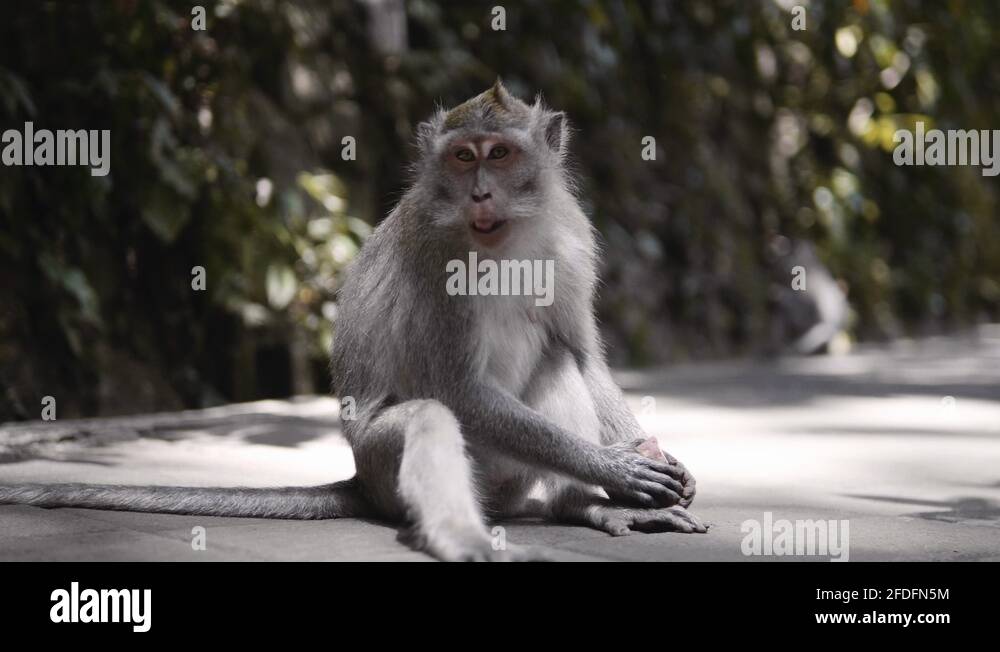 Monkey eats Stock Videos & Footage - HD and 4K Video Clips - Alamy