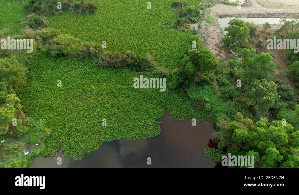Tropical rural pond Stock Videos & Footage - HD and 4K Video Clips - Alamy