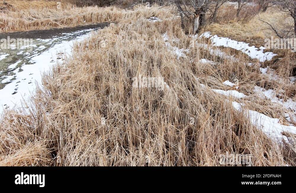 Winter landscape dead trees Stock Videos & Footage - HD and 4K Video ...